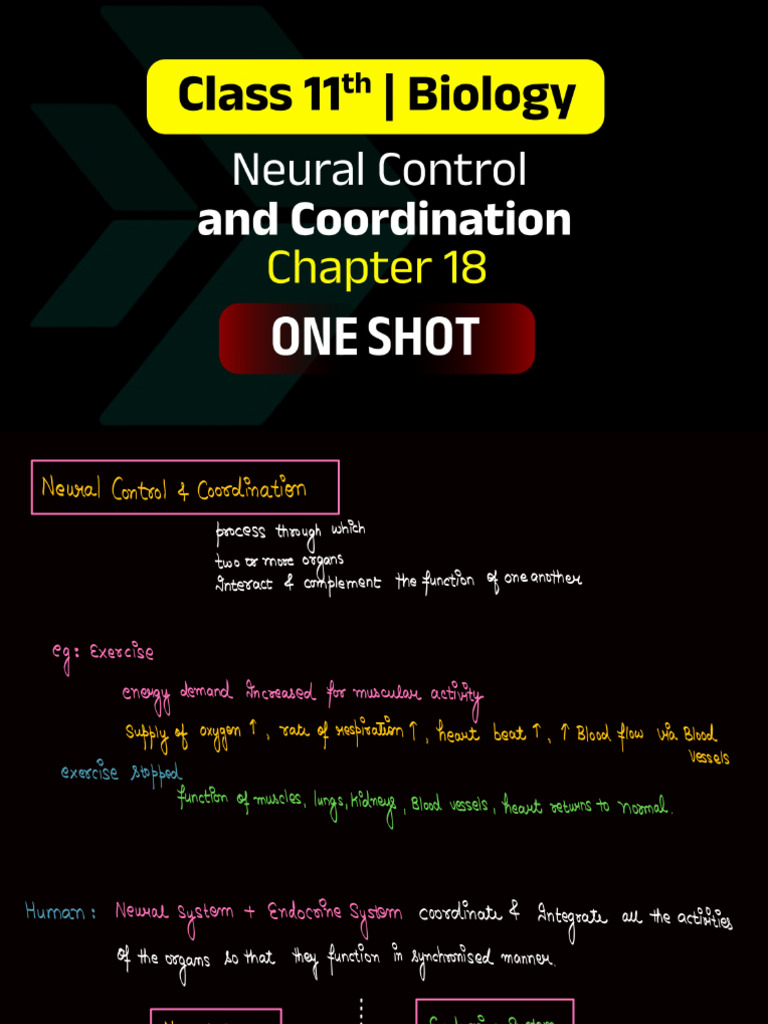 Neural Control and Coordination - Oneshot | PDF