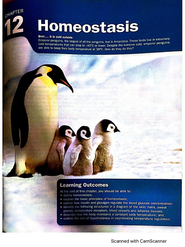 Chapter 12 Homeostasis | PDF