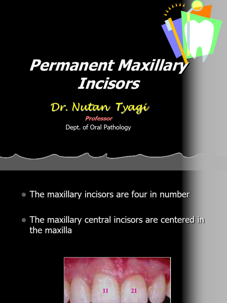 Maxillary Incisors: Anatomy & Features | PDF | Dental Anatomy | Dentistry