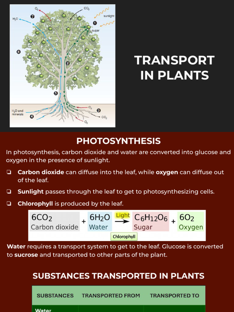 U2 m2 Transport in Plants | PDF | Plant Stem | Stoma