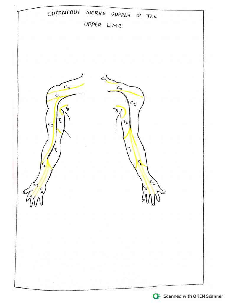Gross Anatomy Record | PDF