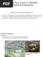 Glosario de briofitos y caulidios | PDF | Hoja | Plantas