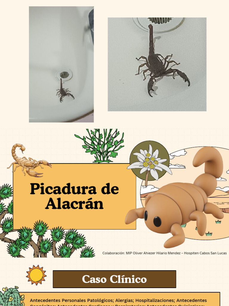 Exposición. Picadura de Alacrán | PDF | Veneno | México