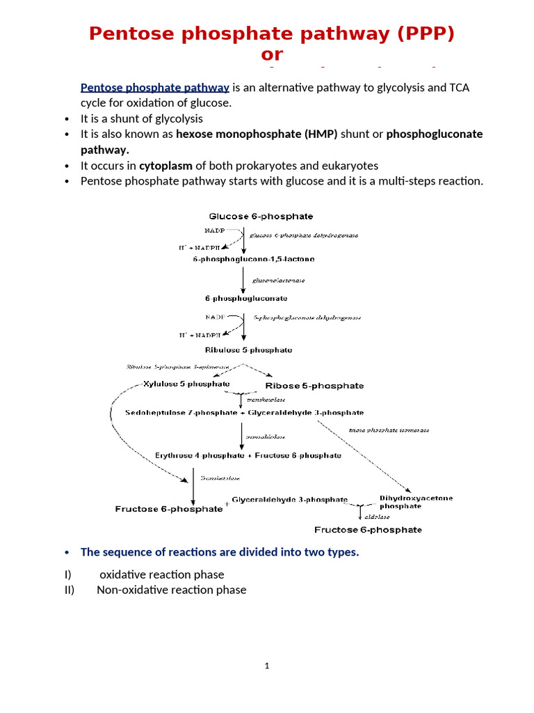 5 Pentose Phosphate Pathway | PDF | Nicotinamide Adenine Dinucleotide ...