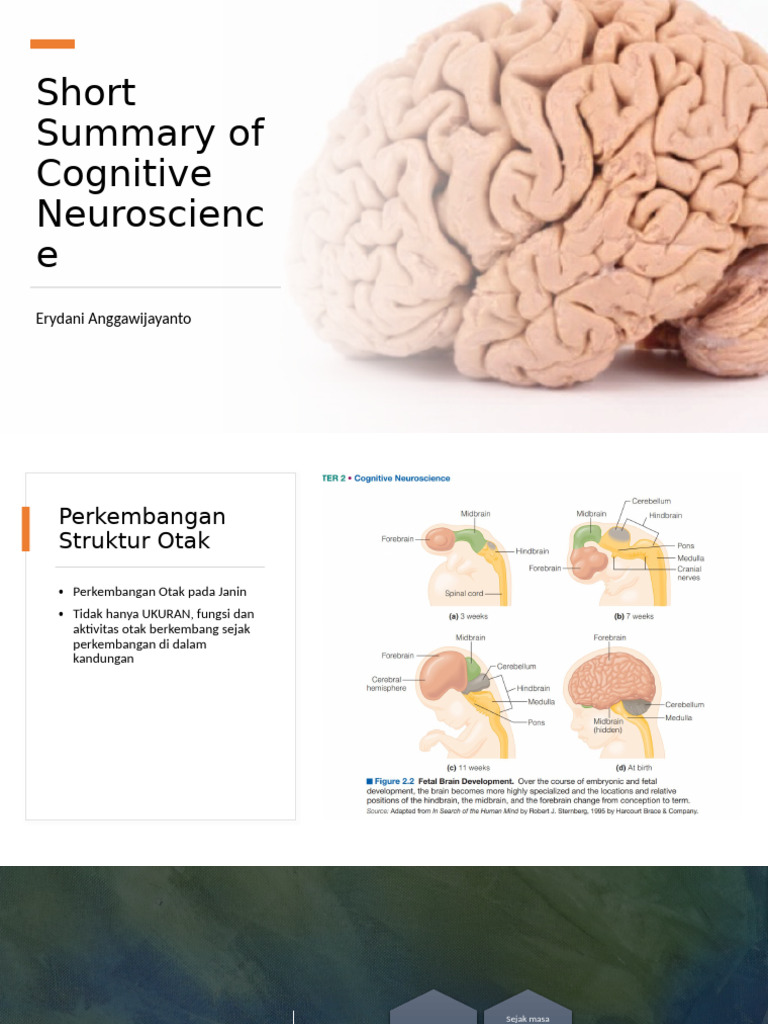 Overview of Brain Development Stages | PDF
