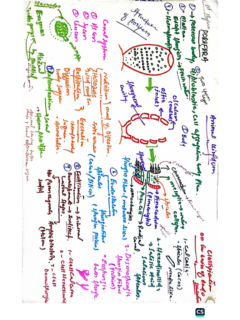 Phylum Porifera Notes Lec 1 | PDF