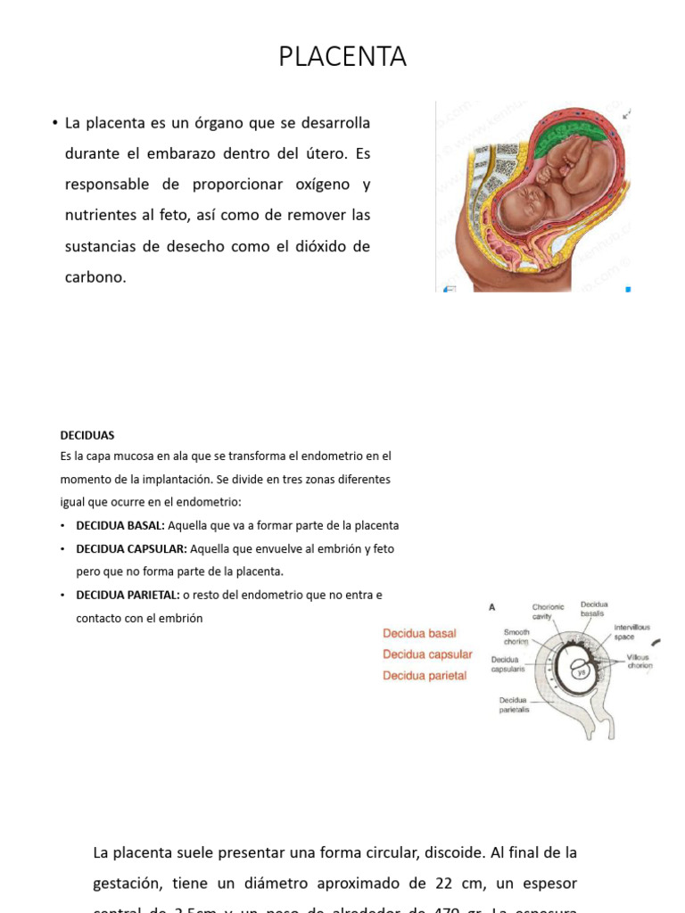 Funciones y Estructura de la Placenta | PDF | Placenta | Feto