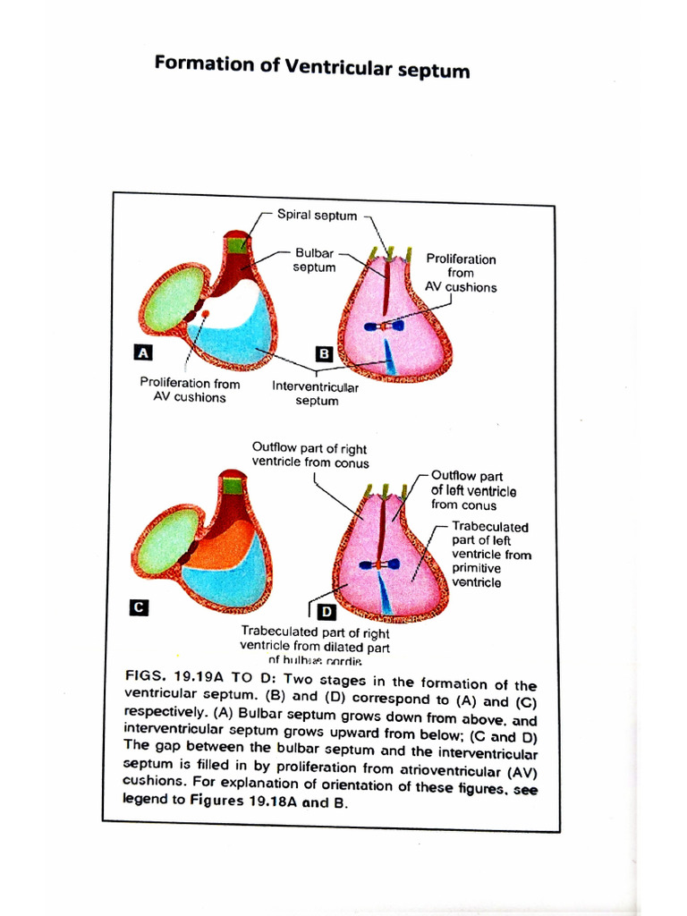 Development of Interventricular Septum | PDF