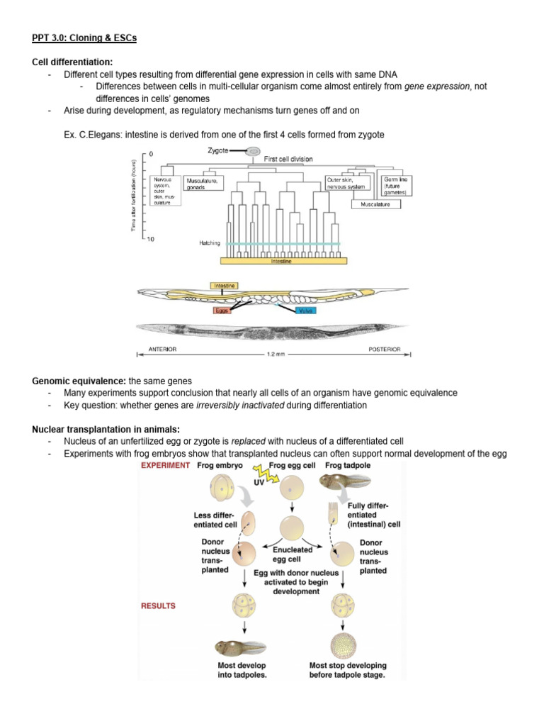 Cell Determination & Stem Cells Notes (Topic 3) | PDF | Cell Potency ...