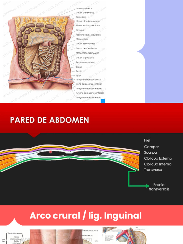 Conducto Inguinal PDF | PDF | Anatomía humana