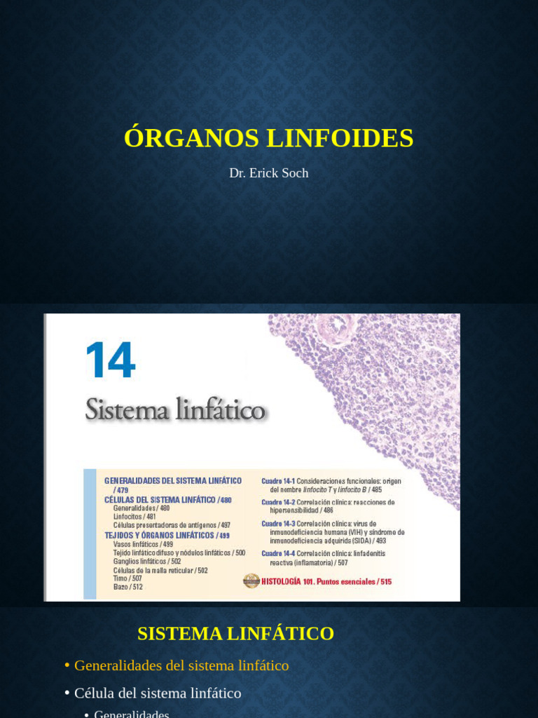 organos linfoide 2024 | PDF | Ganglio linfático | Sistema linfático
