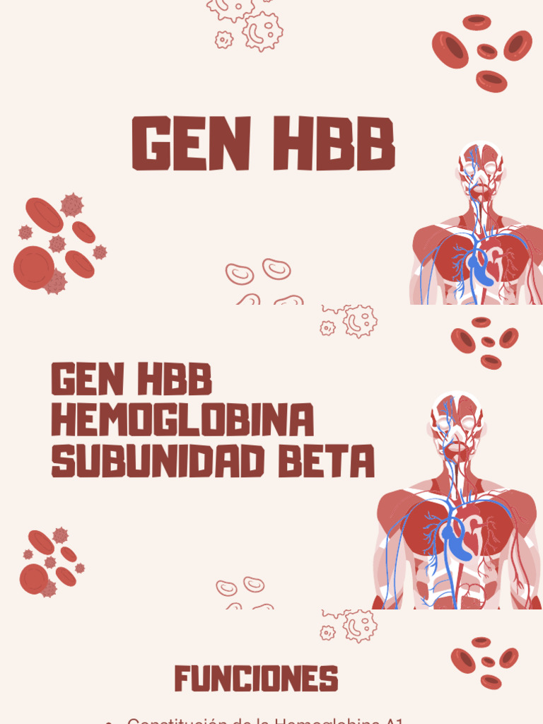 Funciones y Estructura del Gen HBB | PDF