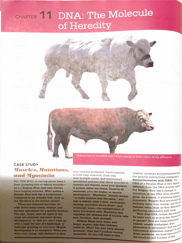 Cornell Notes: the Molecule of Heredity (Jun 4, 2025 at 9:08 PM) | PDF