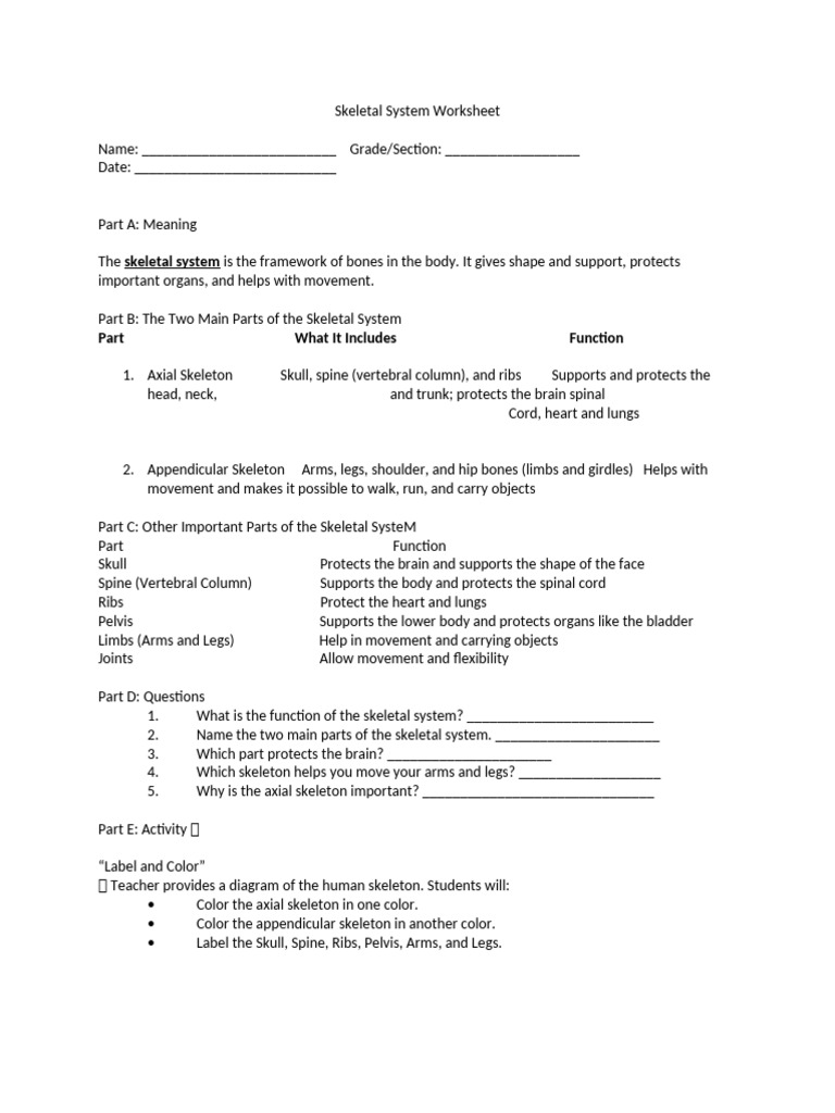 Skeletal System Worksheet | PDF