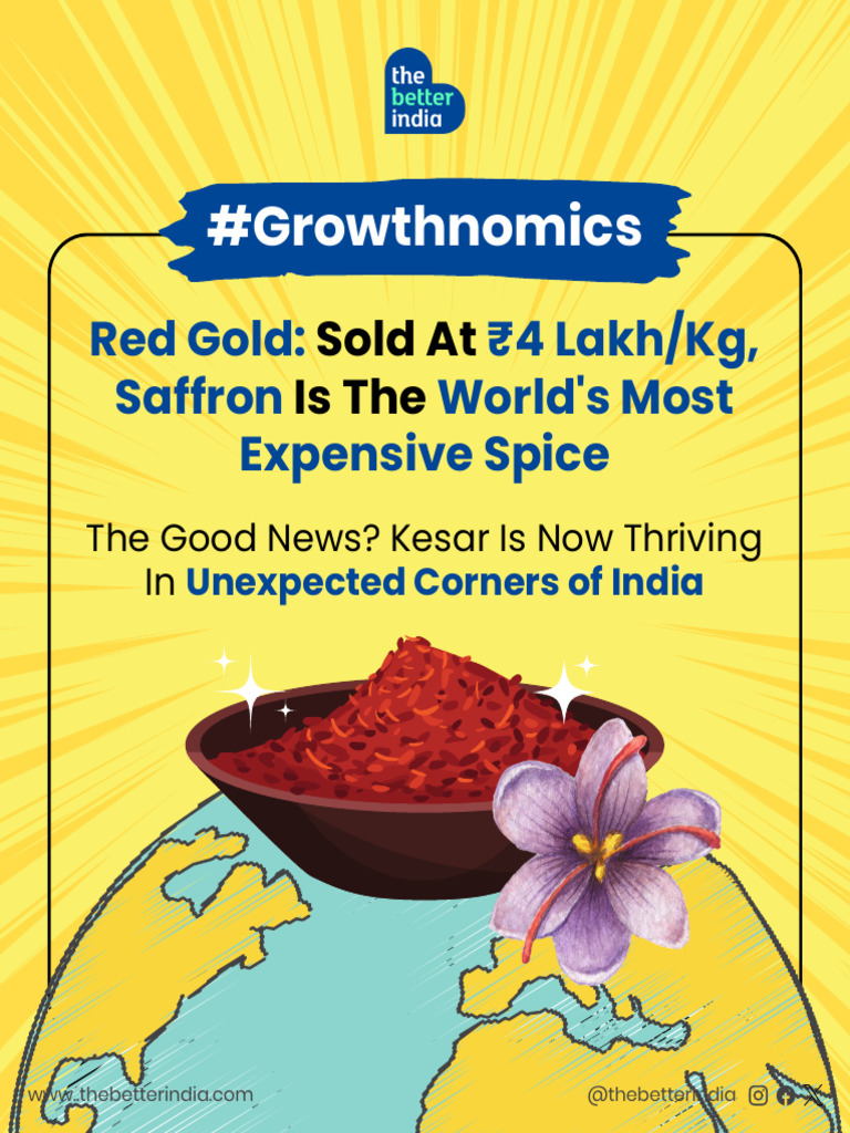 Saffron Is The World's Most Expensive Spice | PDF | Agriculture