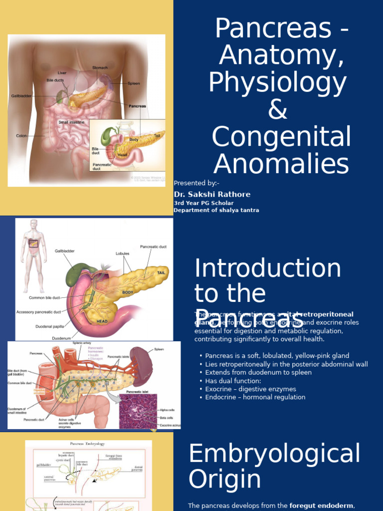 Presentation - Pancreas - Anatomy, Physiology & Congenital Anomalies ...