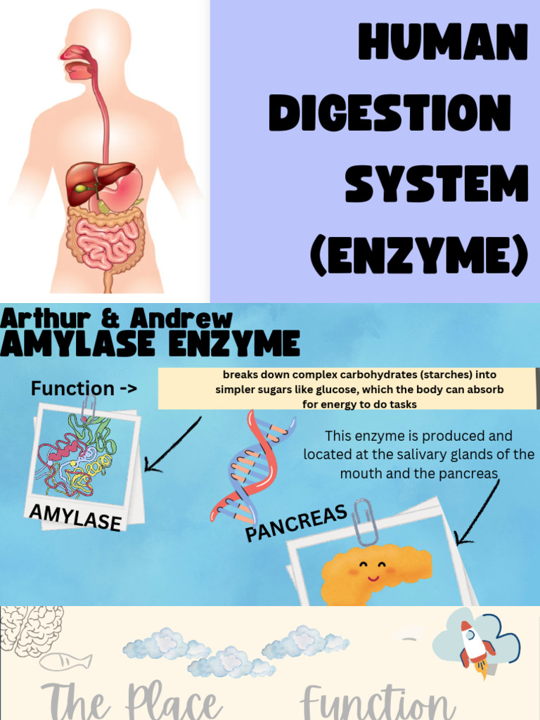 Human Digestion System g8 - 2026 | PDF | Digestion | Carbohydrates