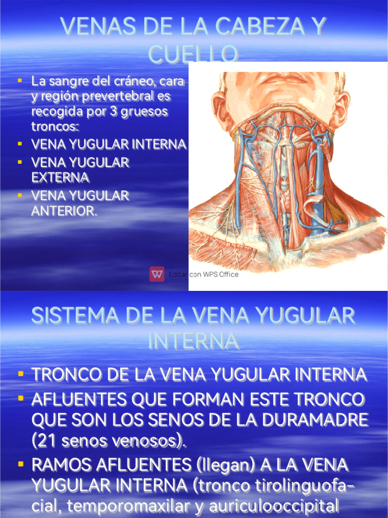 Anatomía de las Venas del Cuello | PDF | Vena | Cabeza y cuello humanos