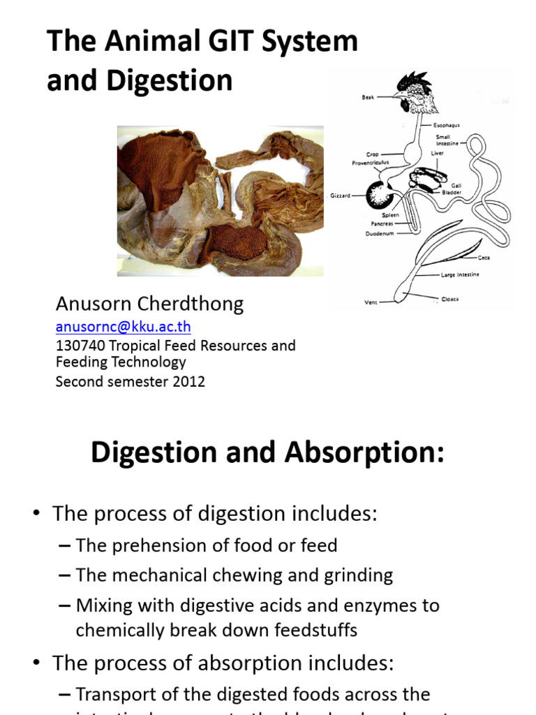 The Animal GIT System and Digestion_1 | PDF | Digestion ...