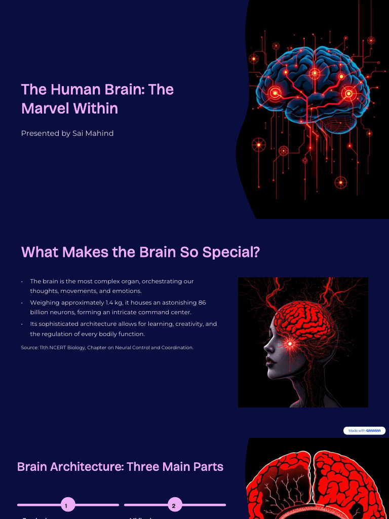 Understanding the Human Brain's Complexity | PDF | Brain | Neurotransmitter