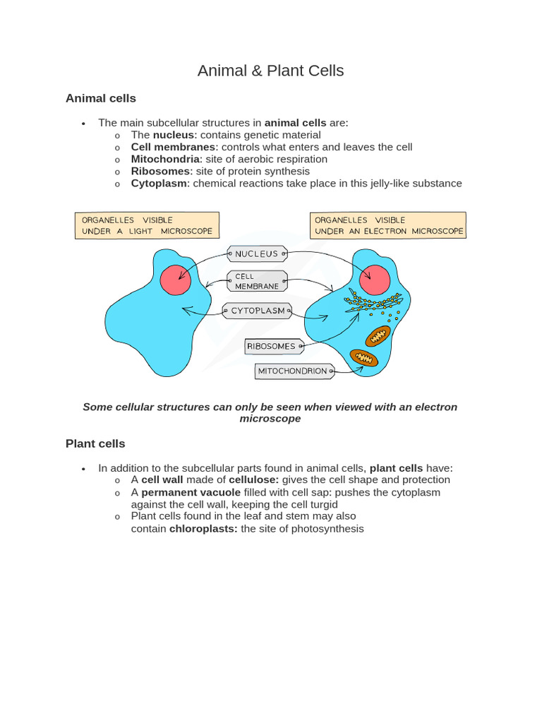 Animal vs. Plant Cells Explained | PDF