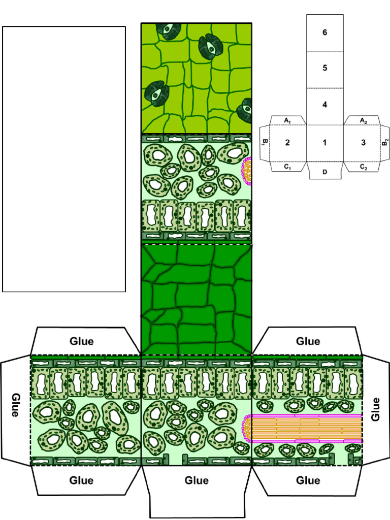Leaf Structure Cube Assembly Guide | PDF