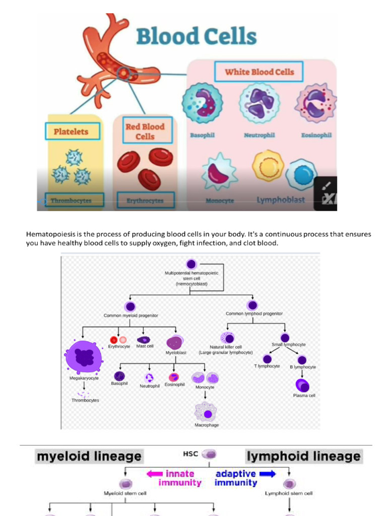 0_2_Unit 2 Immune Cells | PDF