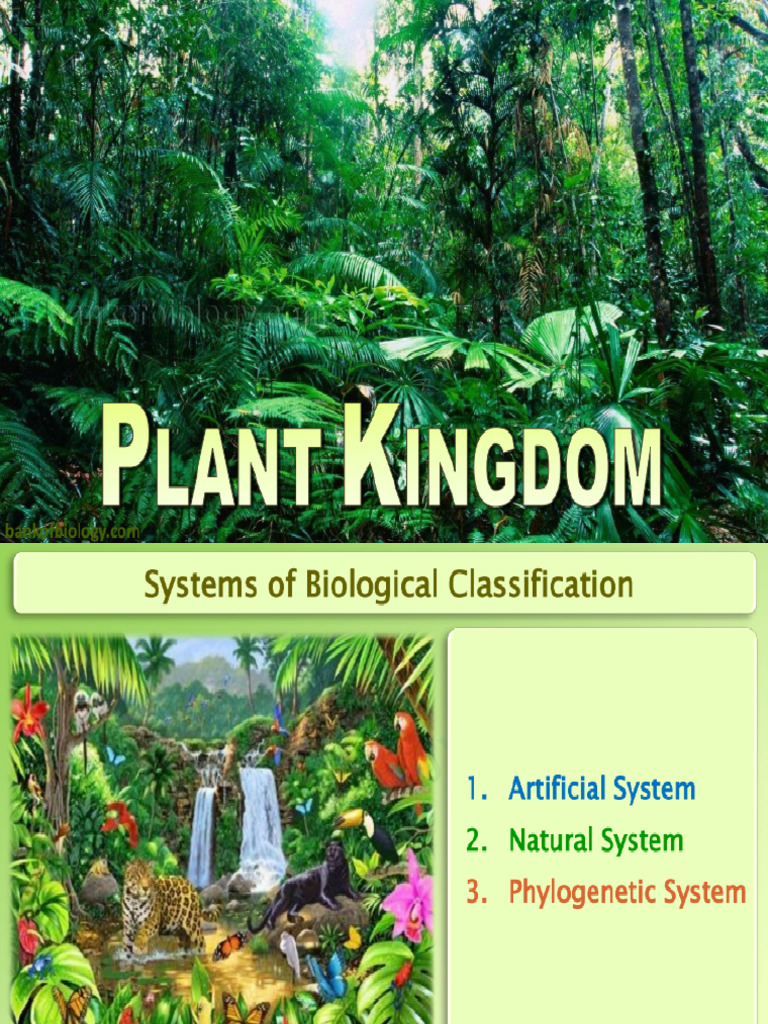 3 Plant Kingdom PPT - Part 1 | PDF