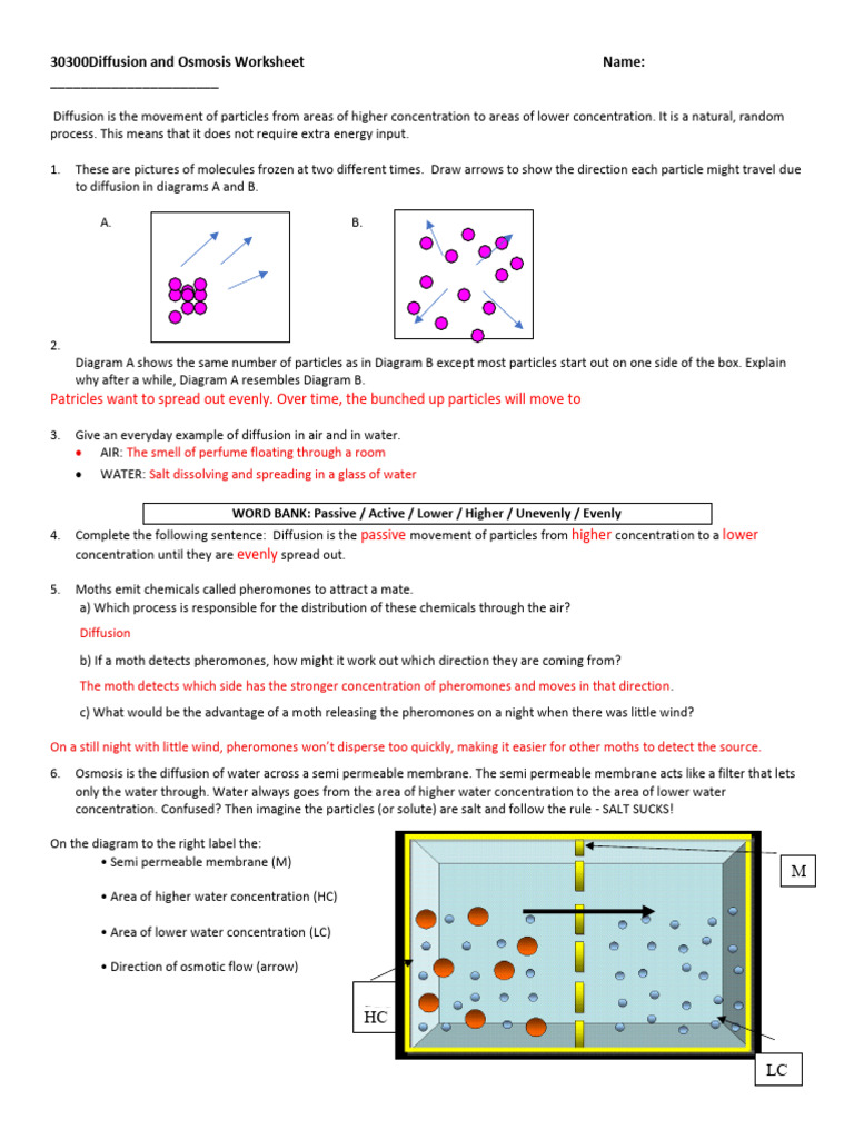 Diffusion and Osmosis Worksheet Guide | PDF | Osmosis | Cell Biology