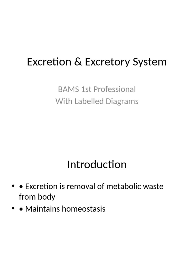 Excretory System BAMS With Labelled Diagrams | PDF