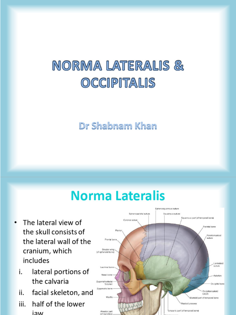 Lateral and Occipital Skull Anatomy | PDF | Skull | Human Anatomy