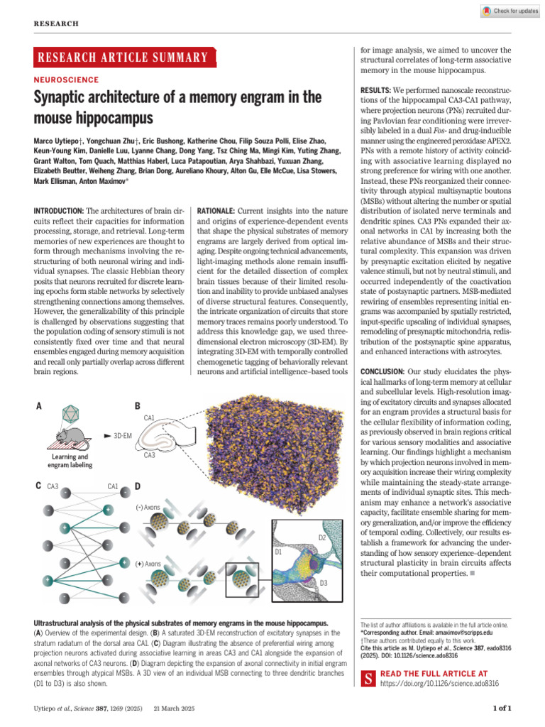 Synaptic architecture of a memory engram in themouse hippocampus | PDF ...