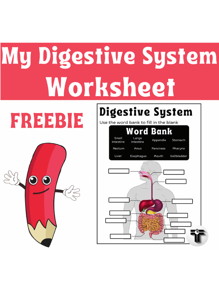 Fill-in-the-Blank Digestive System Guide | PDF
