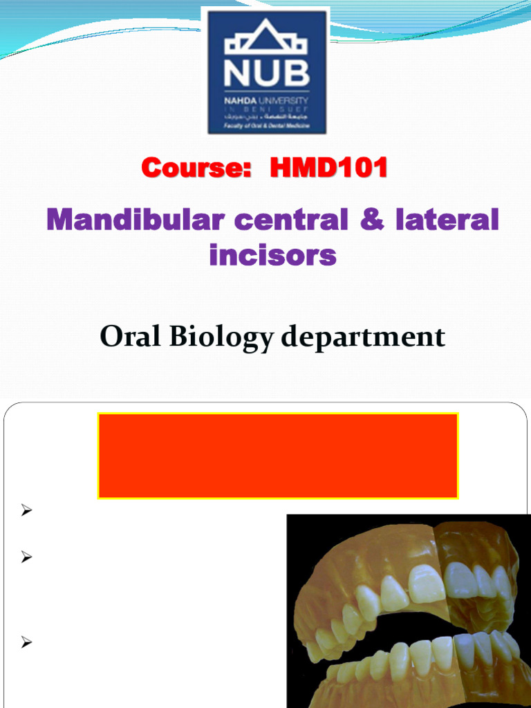 Mandibular Incisors (2) | PDF | Dental Anatomy | Dentistry Branches