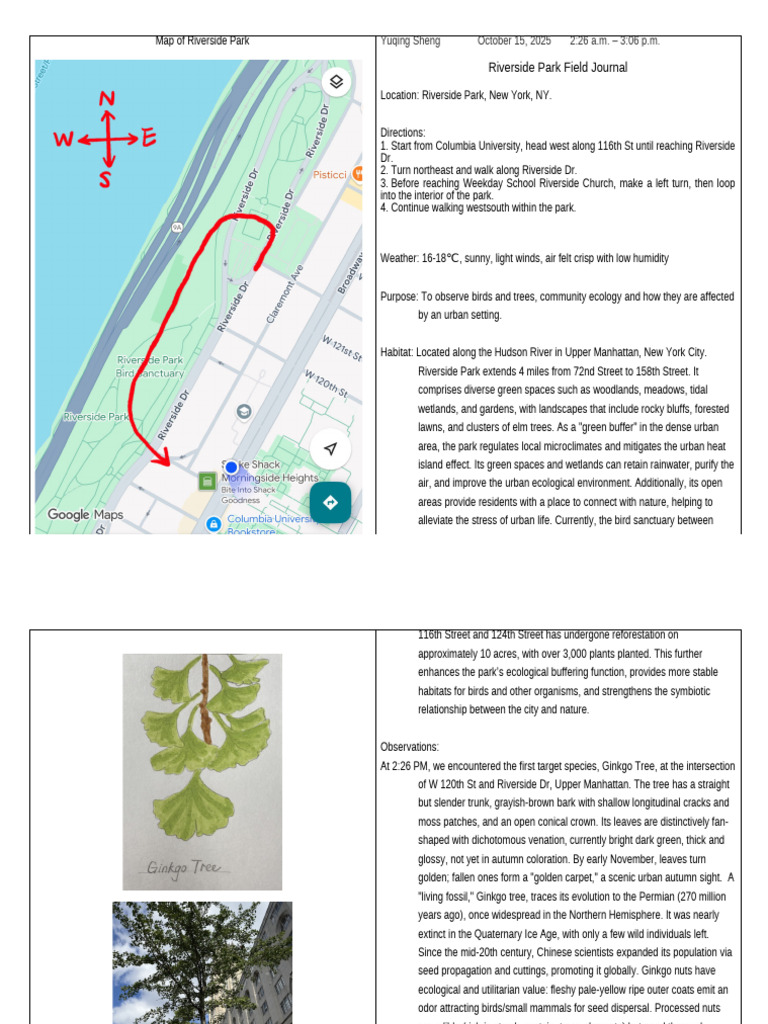 field journal Riverside Park | PDF | Trees | Leaf