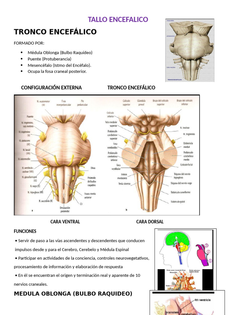 Estructura y Funciones del Tallo Encefálico | PDF | Anatomía de los ...