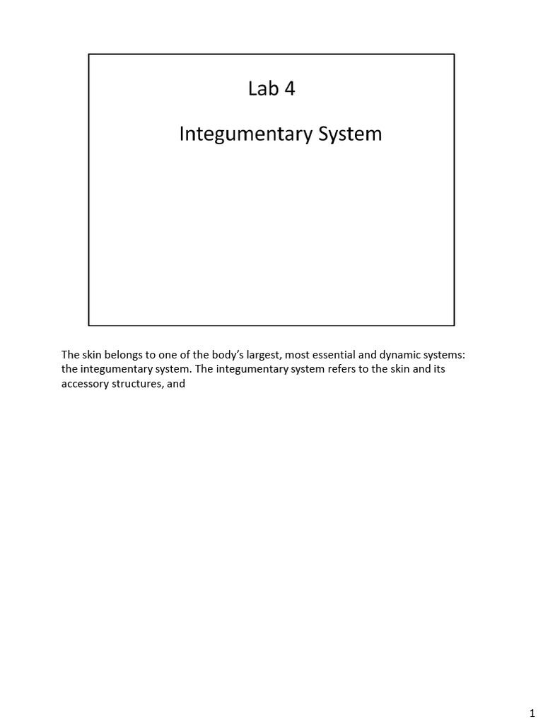 Lab 4 CT Integ slides PDF | PDF | Skin | Integumentary System