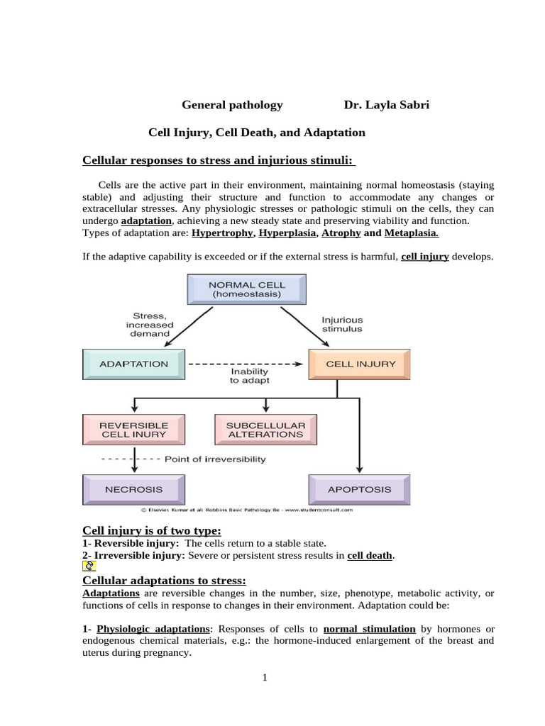 Cell Injury and Adaptation Overview | PDF | Necrosis | Apoptosis