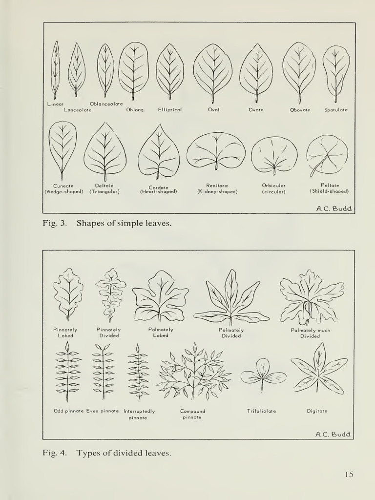 Plant External Structure_Budd's Flora of the Canadian Prairie Provinces ...