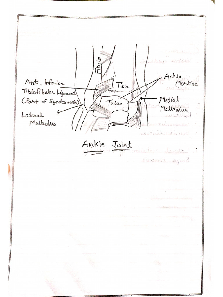 Ankle Joint. | PDF
