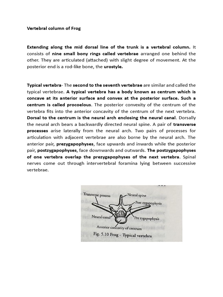 Frog Vertebral Column Anatomy Explained | PDF | Vertebra | Skeletal System