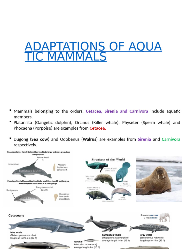 Adaptations of Aquatic Mammals | PDF | Cetacea | Dolphin