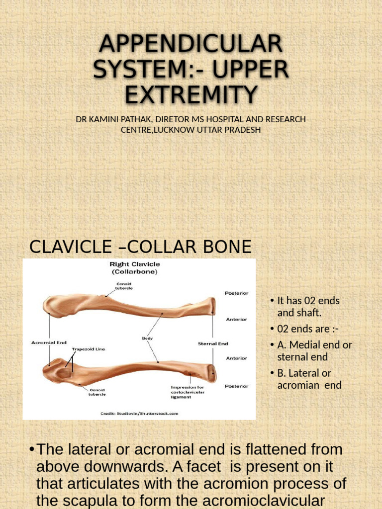 Appendicular System - Upper Limb | PDF | Elbow | Limbs (Anatomy)