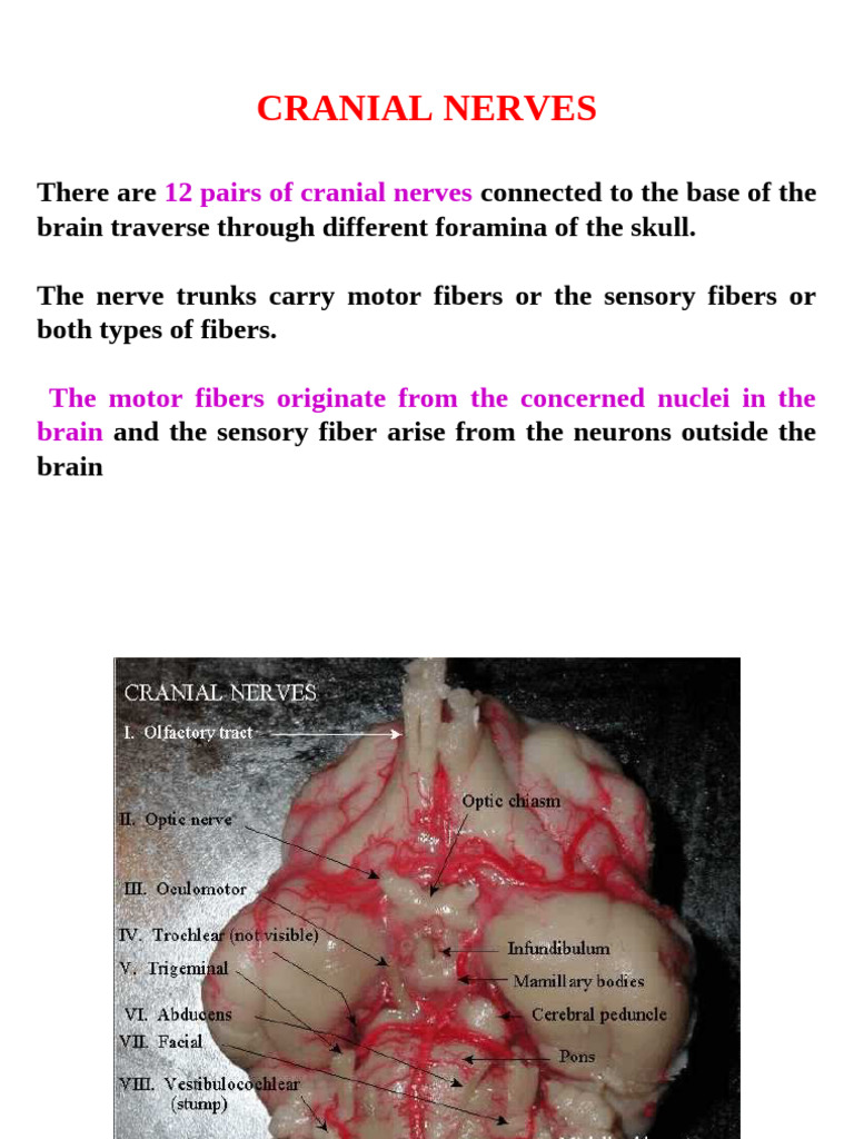 Cranial Nerves of Animal of Different Species | PDF | Central Nervous ...