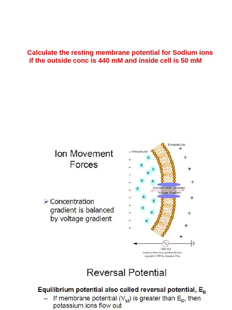 Lecture 10 - Resting Membrane Potential | PDF | Action Potential ...