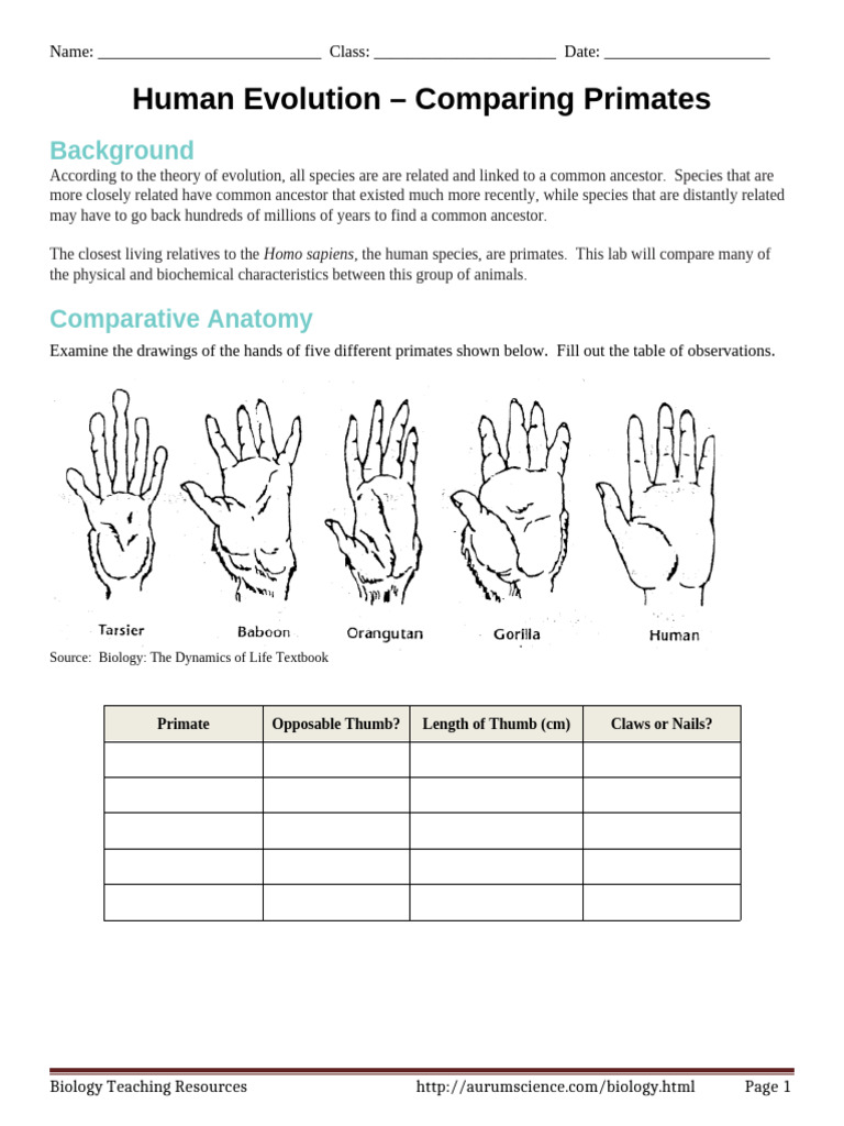 Human Evolution: Primate Comparison Lab | PDF | Human Evolution | Skull