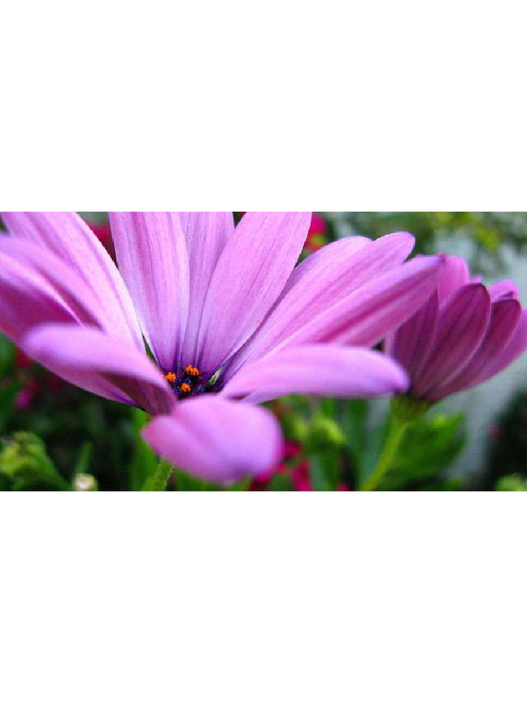 daisy-4908564_640 | PDF