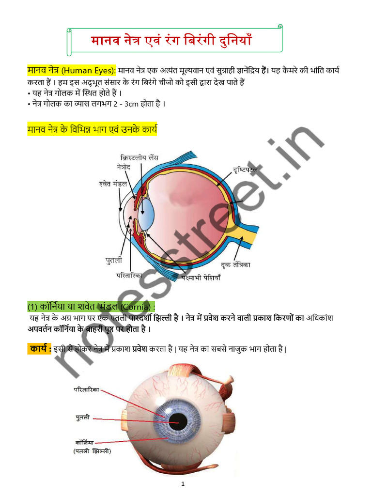 Chapter 11 Notes Watermark | PDF
