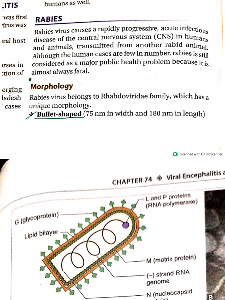 rabies (8) | PDF