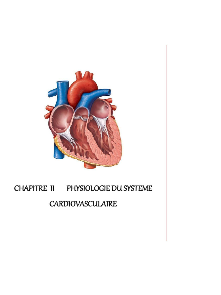 Physiologie du système cardiovasculaire | PDF | Ventricule cardiaque ...